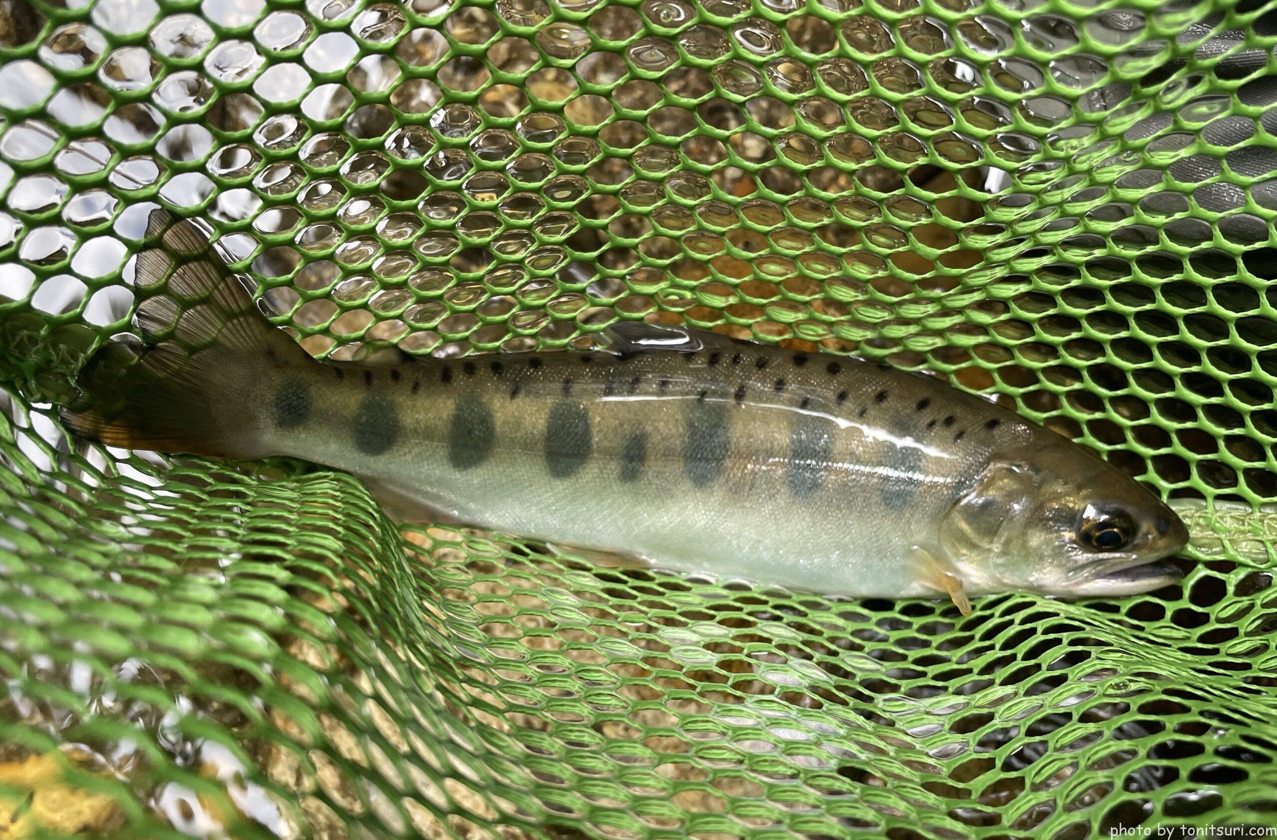 img_1329.jpg – 兎にも角にも釣りがしたい